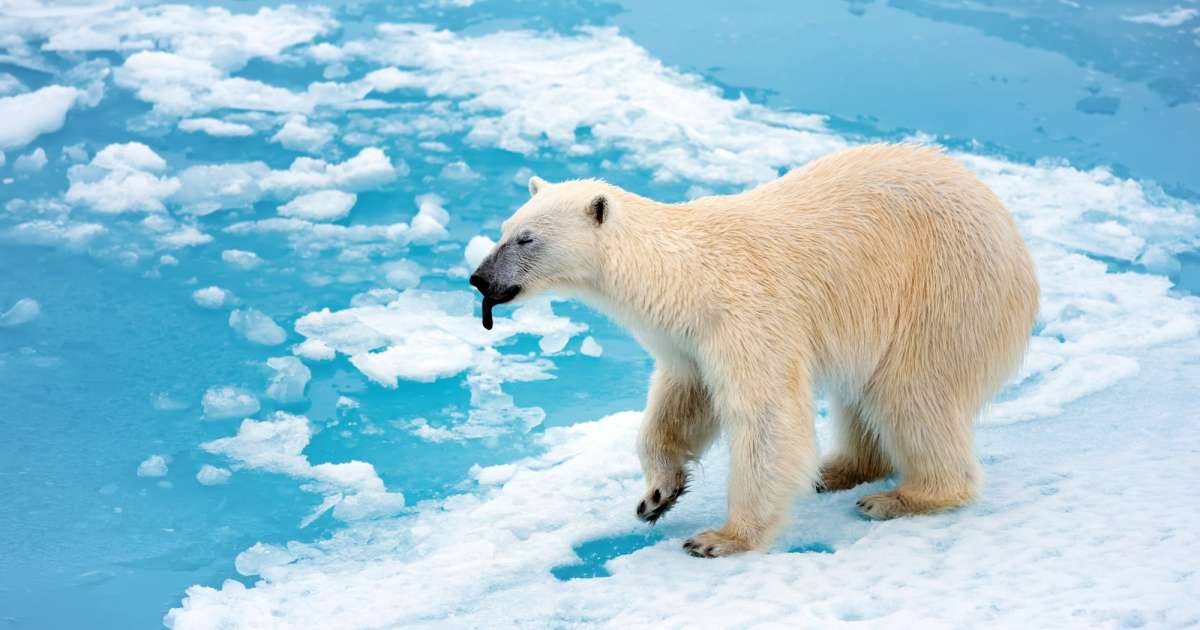 Discovering Opportunities for Adaptation in the Arctic | Society for ...