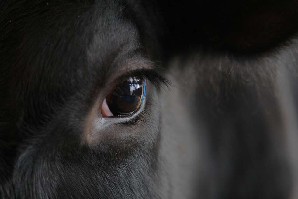 Openings into Intimacy | Society for Cultural Anthropology