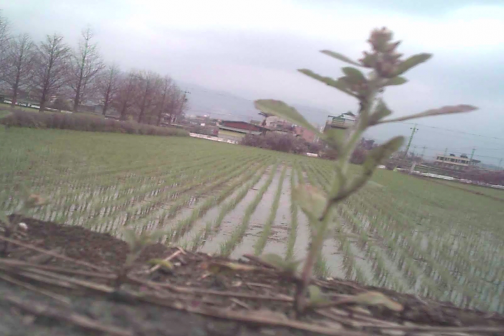 Reflections on a Multimodal Experiment: On the Golden Snail Opera ...