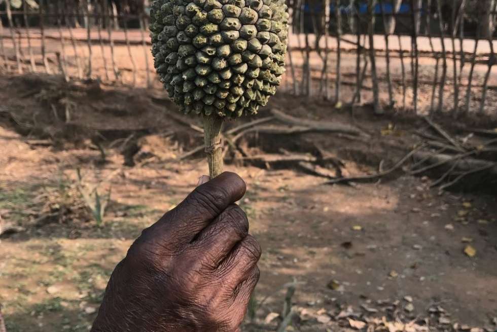 Survival as Development: An Interview with Jason Cons | Society for ...