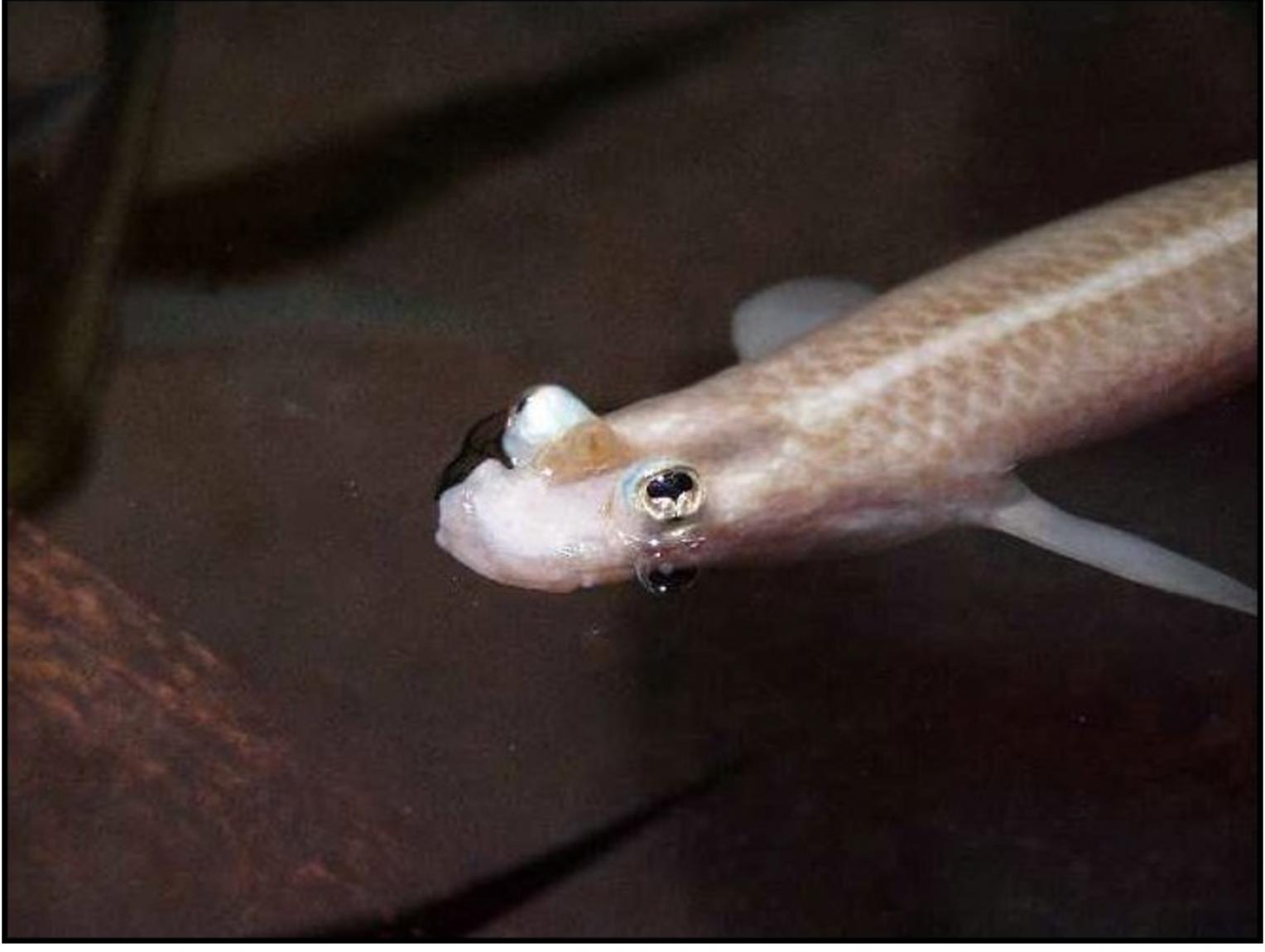 Más que un pez: negociaciones con la divinidad Mãe d’Água – Tralhoto ...