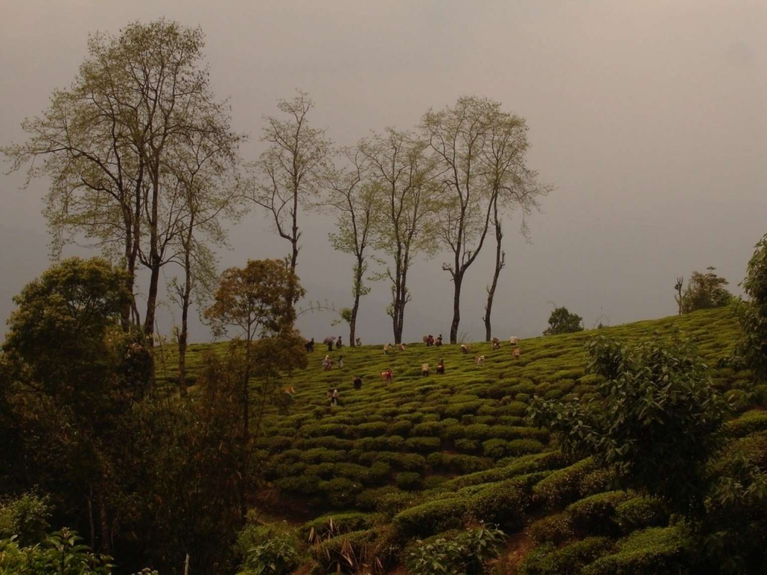 Monoculture | Society for Cultural Anthropology