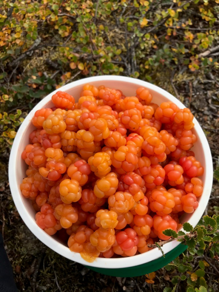 HandsOn Cloudberries | Society for Cultural Anthropology