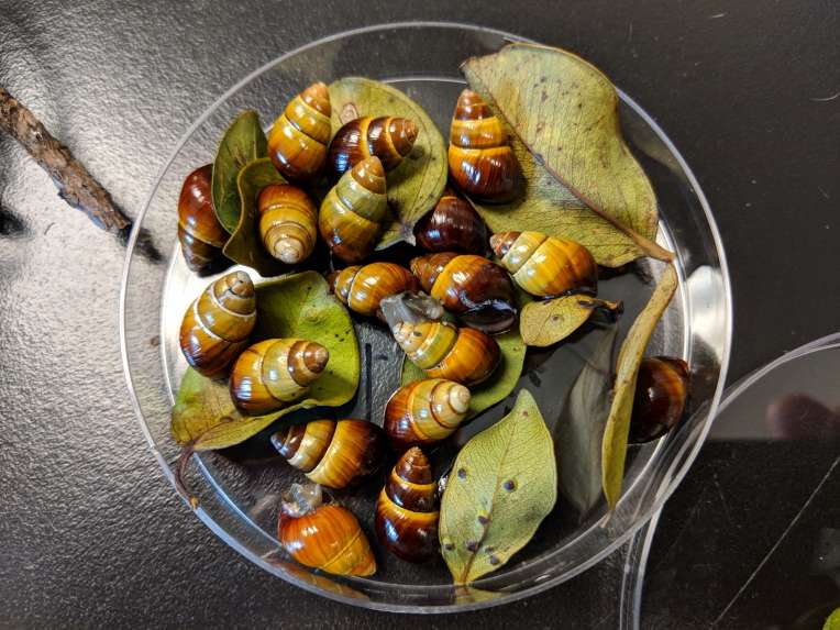 Mourning as Care in the Snail Ark | Society for Cultural Anthropology