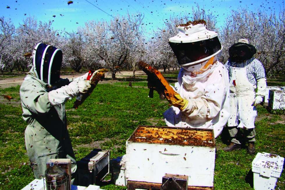 Animal Work: Metabolic, Ecological, Affective | Society for Cultural ...