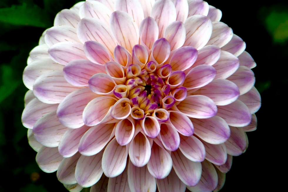 Theory from the South: A Rejoinder | Society for Cultural Anthropology