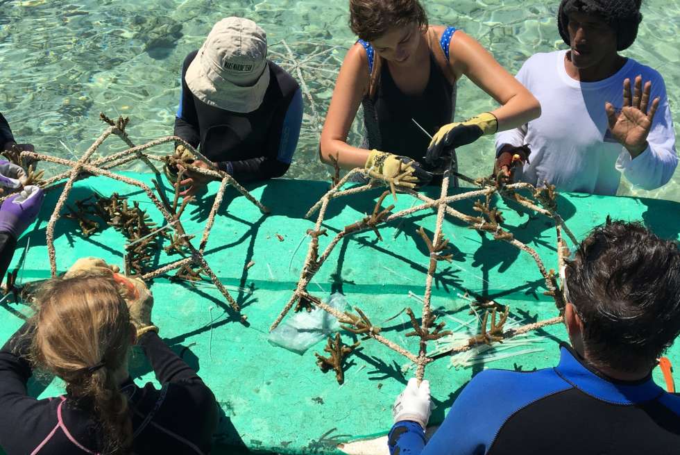 Working Together to Restore the Reef: Naturalizing Corporate Forms of ...