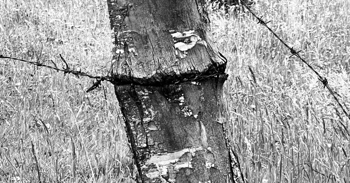 Recalibrating Listening: Of Trees as Subjects of Pain | Society for ...