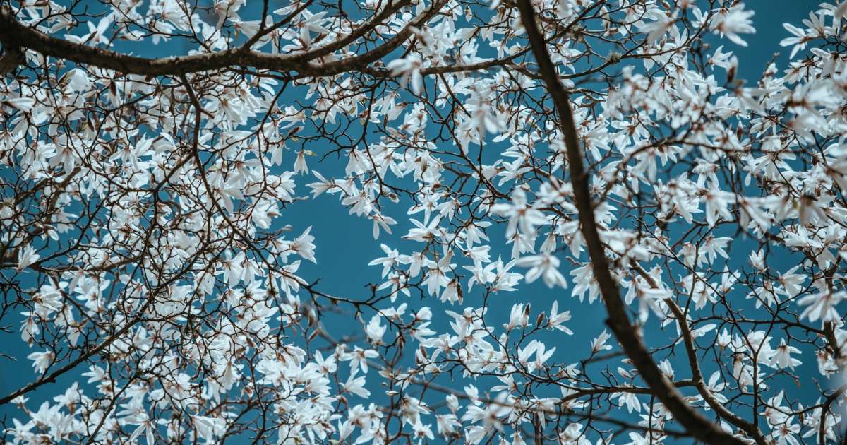 Writing and Teaching Life and Death: A Conversation with Anne Allison ...
