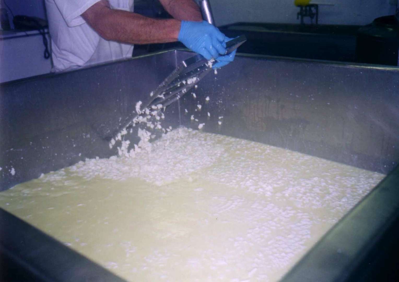 Post-Pasteurian Cultures: The Microbiopolitics of Raw-Milk Cheese in ...