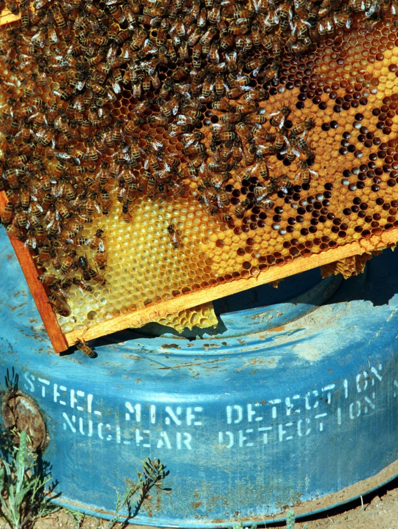 Ecologies of Empire: On the New Uses of the Honeybee: Supplemental ...