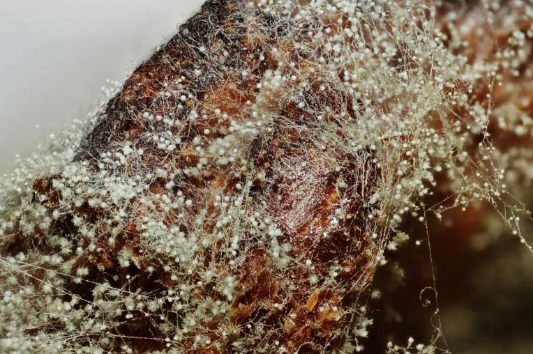 Mold | Society for Cultural Anthropology