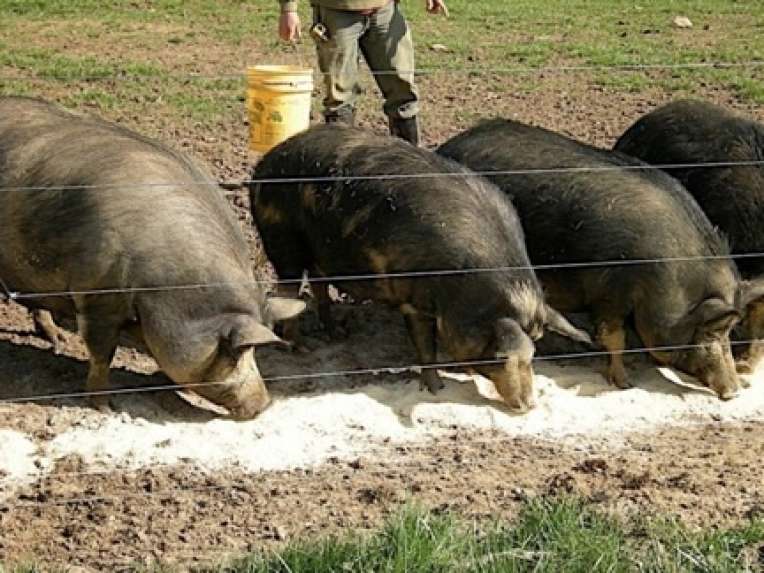 Making Pigs Local: Discerning the Sensory Character of Place ...